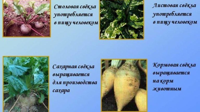 Fodder beets and sugar beets: what is the difference visually, the ...