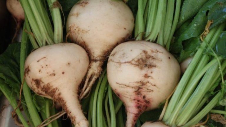 Fodder beets and sugar beets: what is the difference visually, the ...