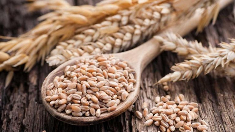 Wheat and rye: differences, photos of the appearance of ears, what is ...