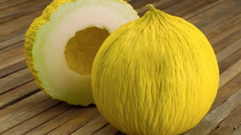 Melon Kassaba (ฤดูหนาว): คำอธิบายความหลากหลายภาพถ่ายของผลไม้สีเขียวและ ...