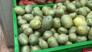 Solanine in potatoes - what is dangerous: what substance accumulates in ...