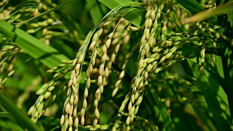 Comment le riz pousse: où est-il cultivé dans le monde dans les ...
