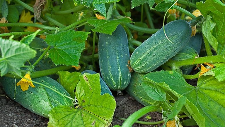 Top dressing of cucumbers in August to increase fruiting: how to ...
